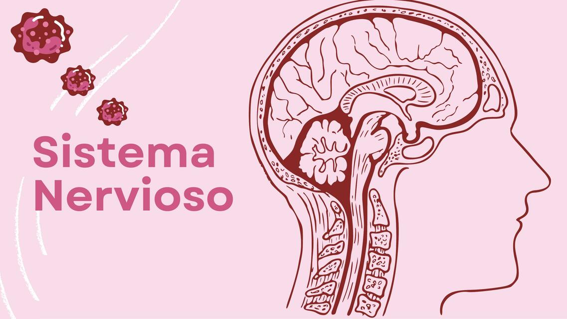 Presentación del Sistema Nervioso | Zorelys | uDocz