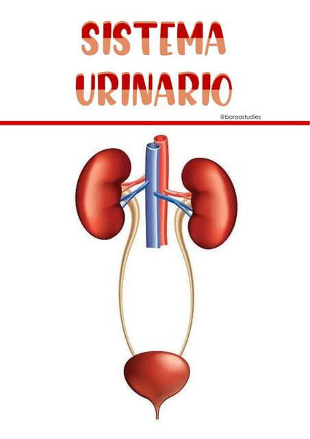 Sistema urinario | boraastudies | uDocz