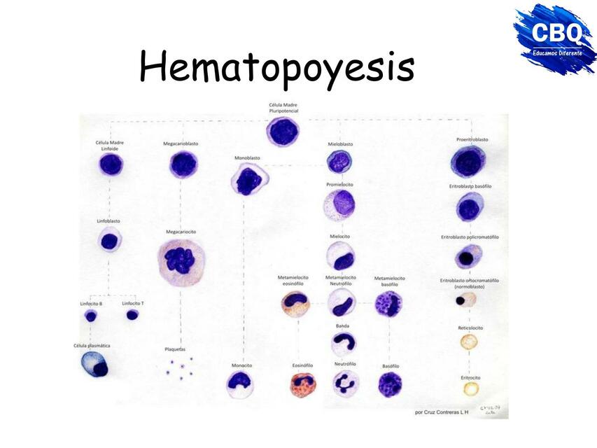 hematopoyesis cbq cbcc6 | Cecilia Chasi | uDocz