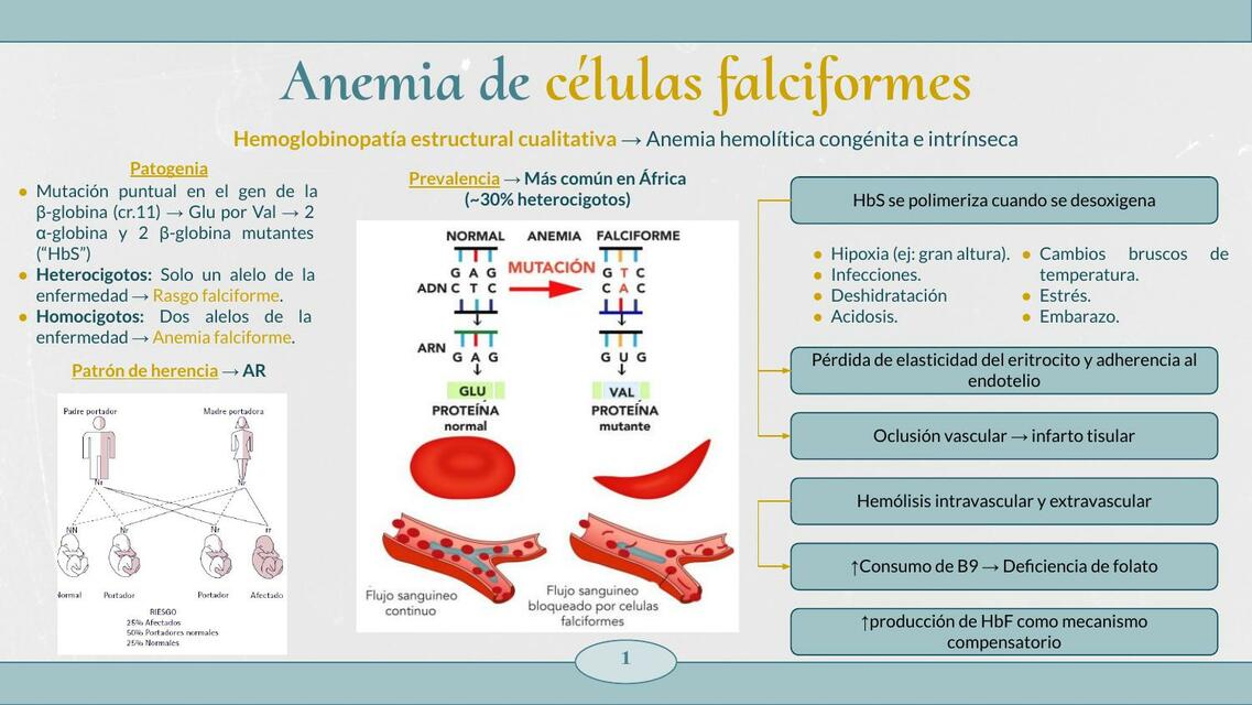 ANEMIA DE CÉLULAS FALCIFORMES (DREPANOCÍTICA - SICKLE CELL) | Alejandro | uDocz