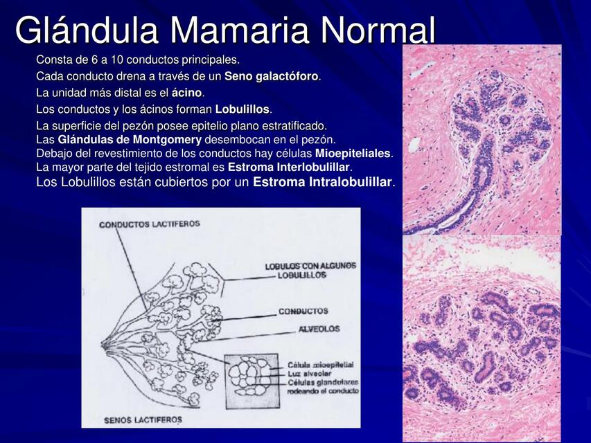 MAMA | YUDOC.ORG | uDocz