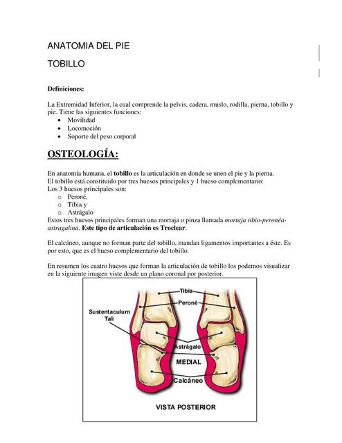 ANATOMIA DEL PIE TOBILLO GUIA | Patricia | uDocz