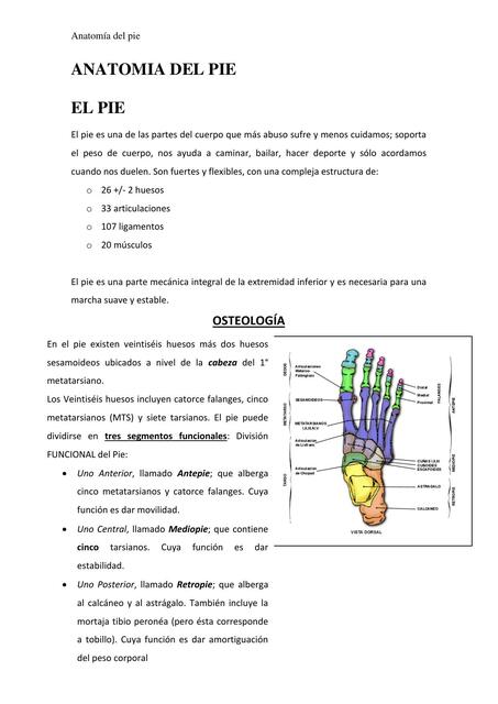 ANATOMIA DEL PIE PIE | Patricia | uDocz