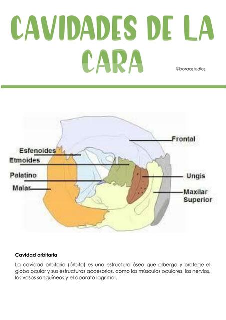 Cavidades de la cara - Anatomía | boraastudies | uDocz