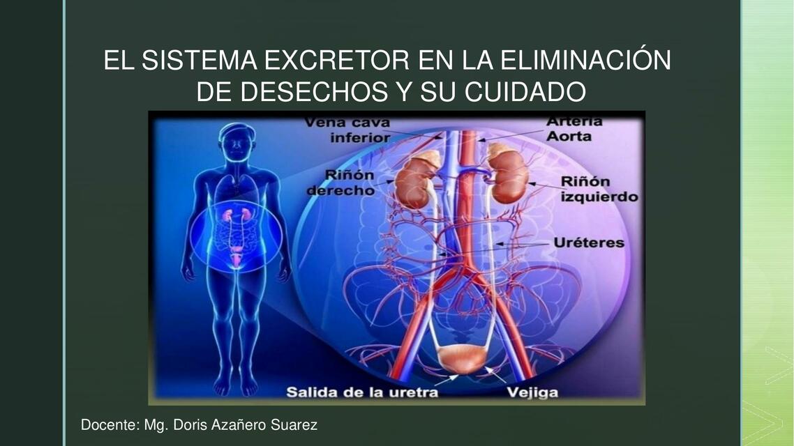 Resúmenes de Anatomía Aparato Excretor | Descarga apuntes de Anatomía ...