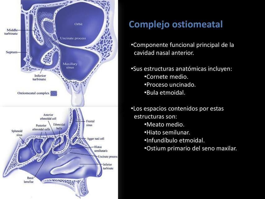 Complejo ostiomeatal | ilan milstein | uDocz
