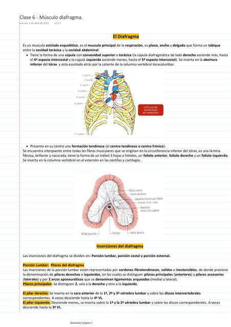 Clase 6 Músculo diafragma | Sofia Ovelar | uDocz
