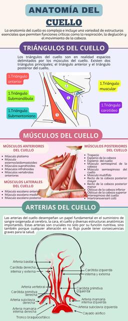 Anatomía del cuello | Karen Lizbeth | uDocz
