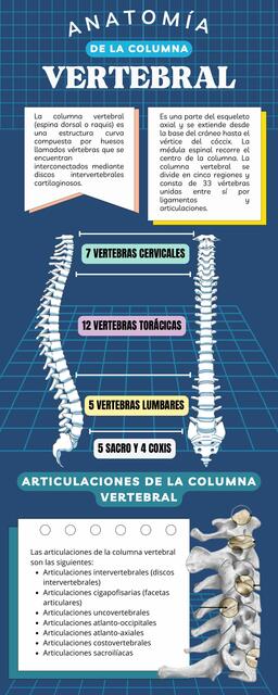 Anatomía de la columna vertebral | Karen Lizbeth | uDocz