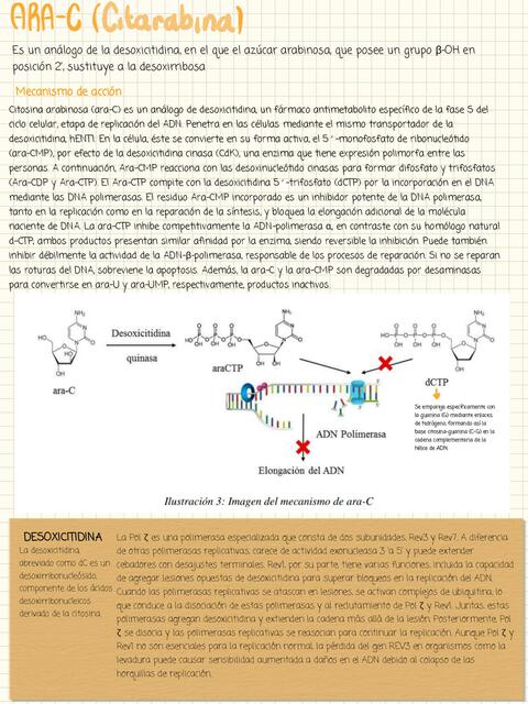 Ara-C | pally fritz | uDocz