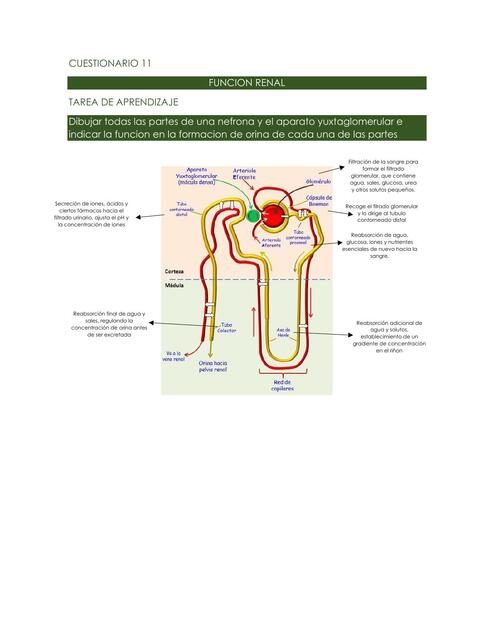 PRACTICA 11 FISIOLOGIA SANDRA PABON | Sandra Pabon | uDocz