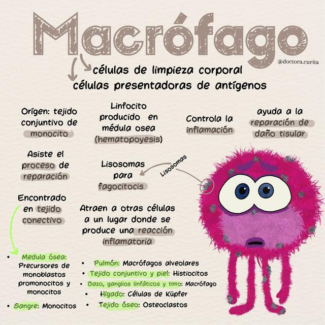 Macrófagos | Doctora.curita | uDocz