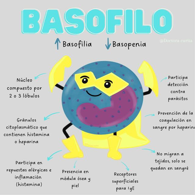 Basofilo | Doctora.curita | uDocz