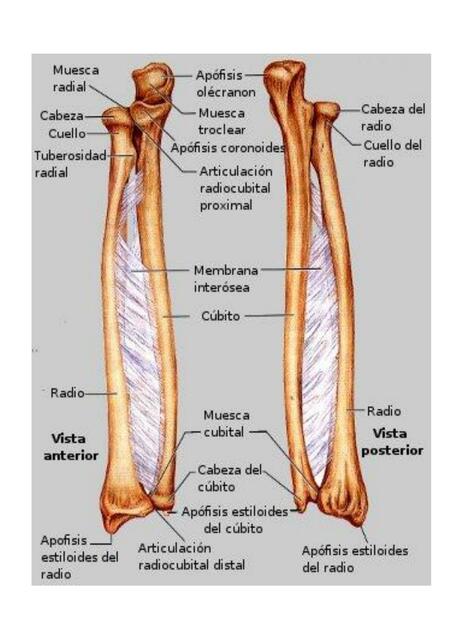 Radio y cúbito | D | uDocz