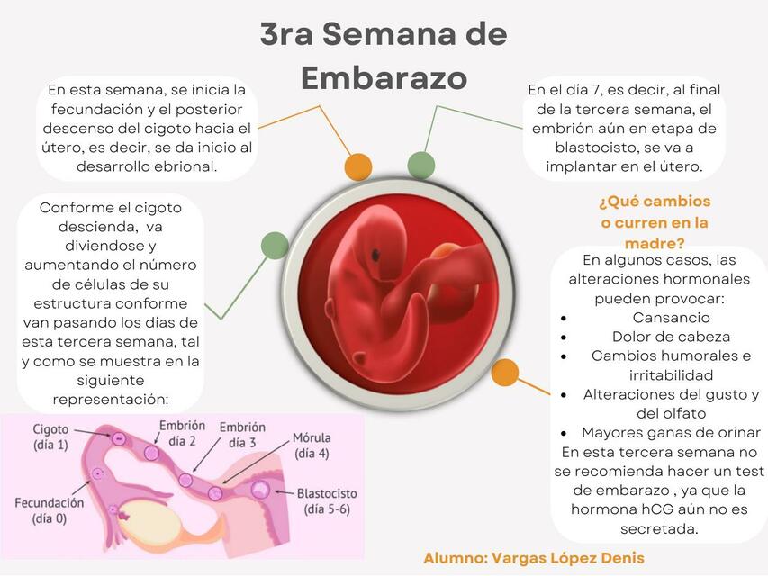 3ra Semana de Embarazo | D | uDocz