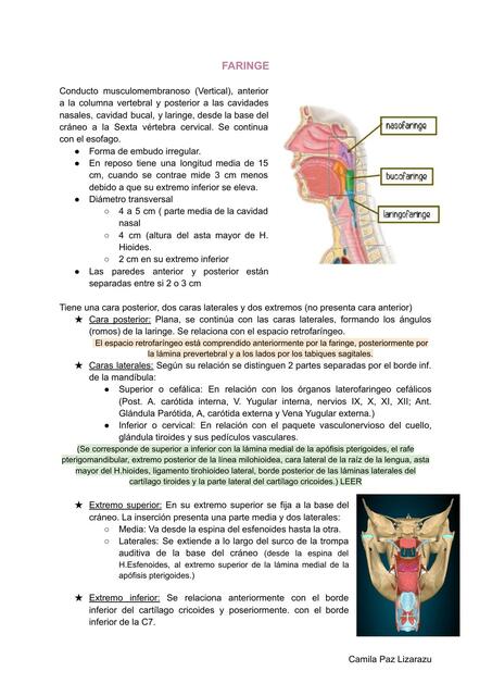 FARINGE | GUARDIA MEDRANO ANDREA FABIANA | uDocz