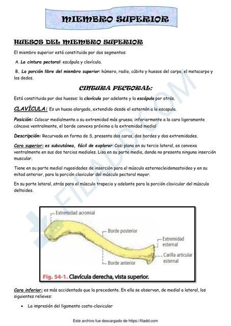 ANATOMIA 8 MIEMBRO SUPERIOR | Magaly Lizbeth Cuyo Vega | uDocz