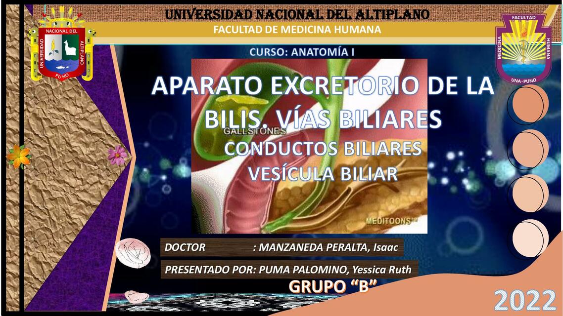 APARATO EXCRETORIO DE L BILIS VIAS BILIARES | Ruth | uDocz