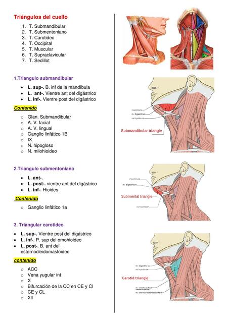 Triángulos del cuello rouviere | Karen Quiroz Zurita | uDocz