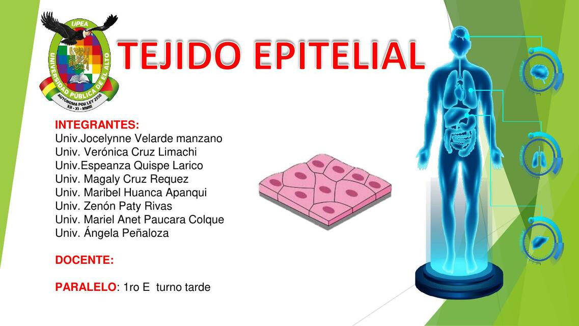 tejido epitelial mejorado | Rolix | uDocz