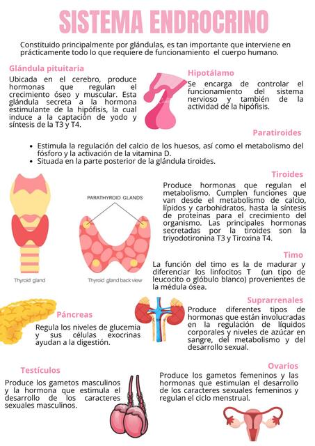 Sistema endrocrino | Nancy A3C | uDocz