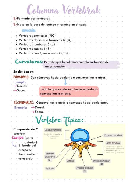 Flashcards de columna y medula anatomia | Por Camila | uDocz