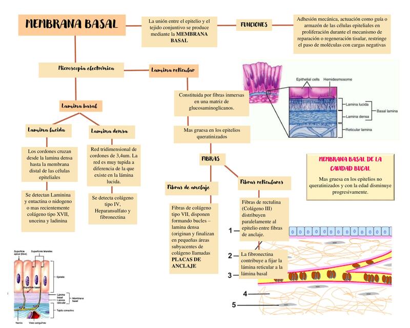 Membrana basal | Eva Cristina | uDocz