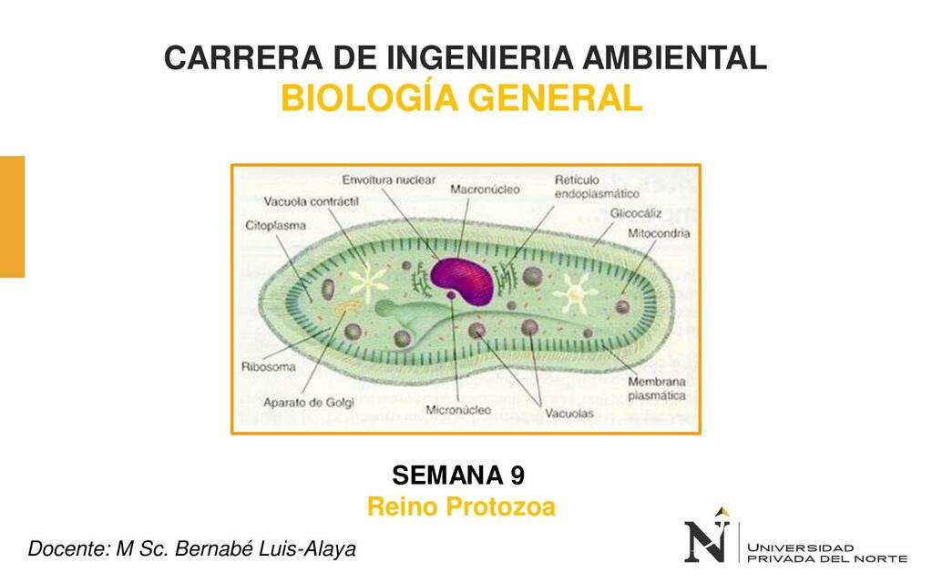CLASE SEMANA 9 BIOLOGIA GENERAL | Kelly | uDocz
