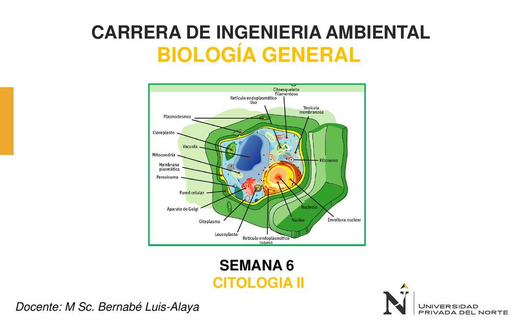 CLASE SEMANA 6 BIOLOGIA GENERAL | Kelly | uDocz