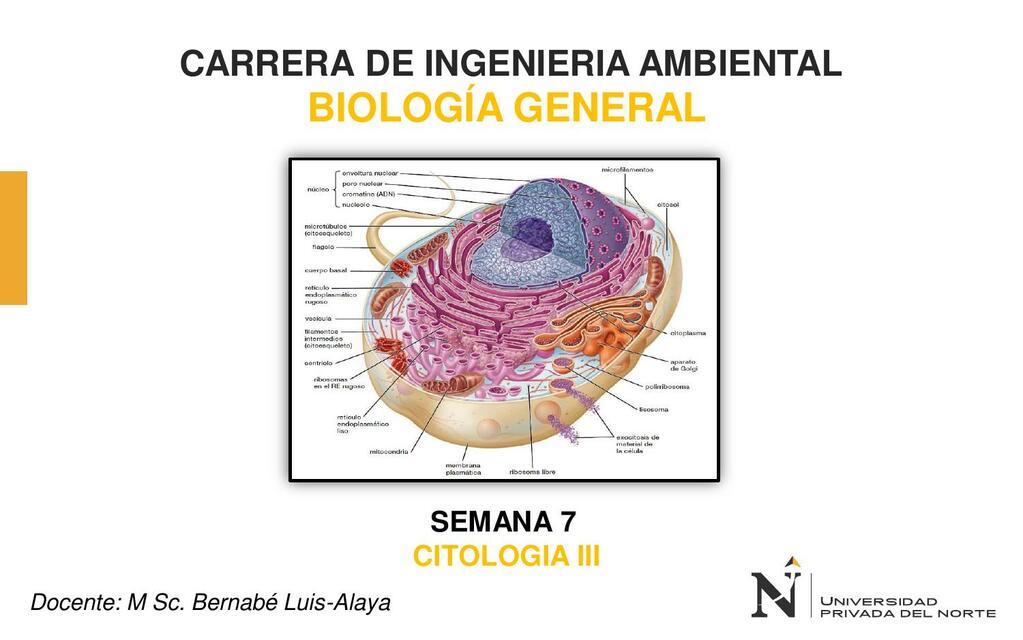 CLASE SEMANA 7 BIOLOGIA GENERAL | Kelly | uDocz