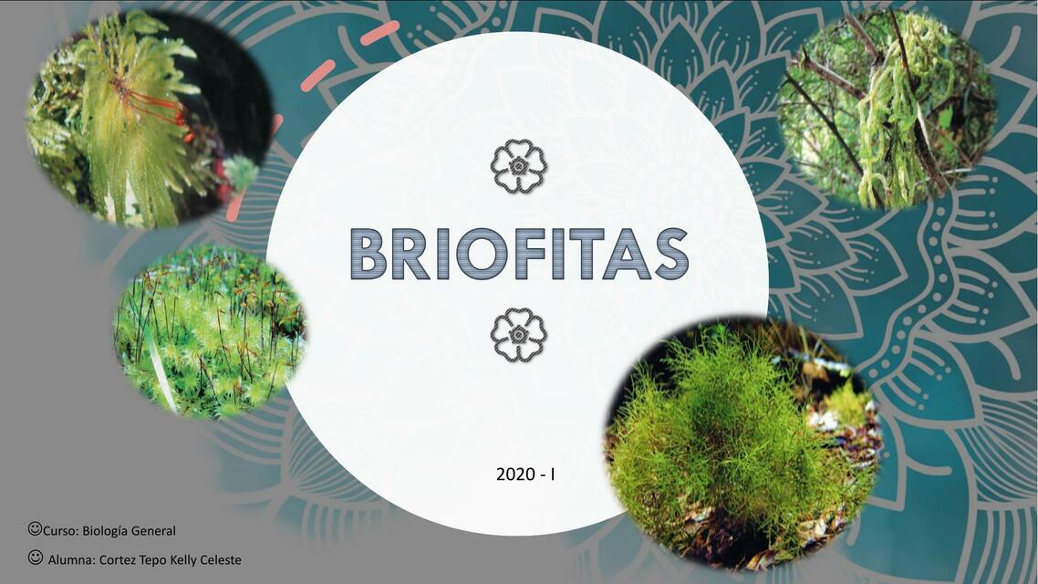 BRIOFITAS | Kelly | uDocz