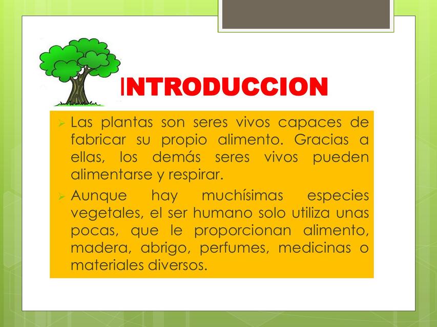 Las Plantas Jhameli Rosales Lopez Udocz
