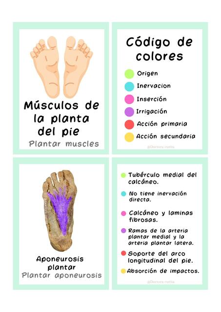 Flashcards músculos de la planta del pie | Doctora.curita | uDocz