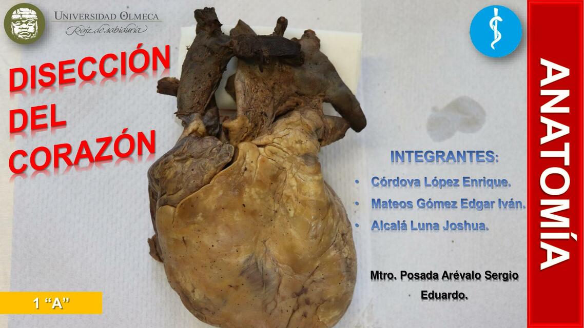 Anatomía Del Corazón De Un Cadáver 10.900+ Partes Del Corazon