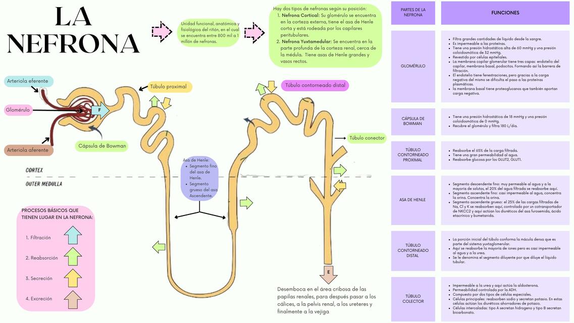 LA NEFRONA | Alejandra | uDocz