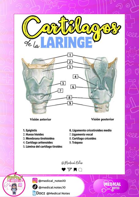 CARTÍLAGOS DE LA LARINGE | MEDICAL NOTES | uDocz