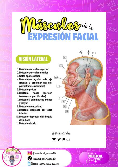 MÚSCULOS DE LA EXPRESIÓN FACIAL | MEDICAL NOTES | uDocz