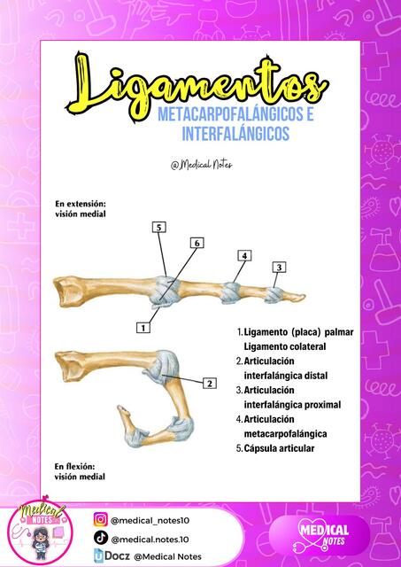 Ligamentos Metacarpofalángicos E Interfalángicos Medical Notes Udocz