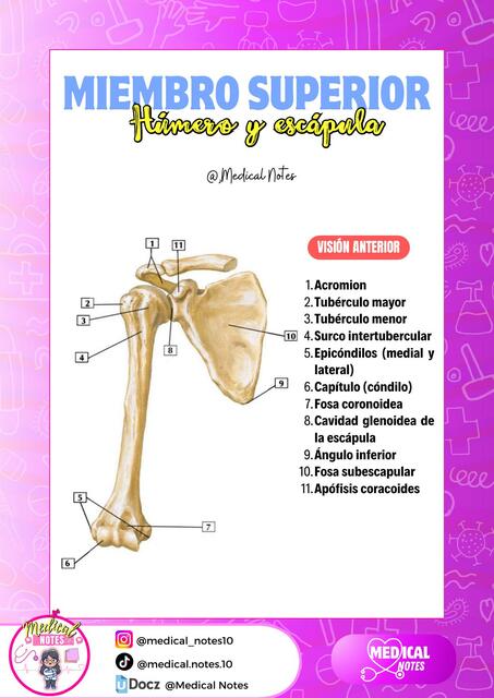 MIEMBRO SUPERIOR - HÚMERO Y ESCÁPULA | MEDICAL NOTES | uDocz