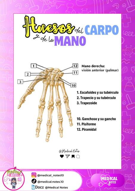 HUESOS DEL CARPO Y DE LA MANO | MEDICAL NOTES | uDocz