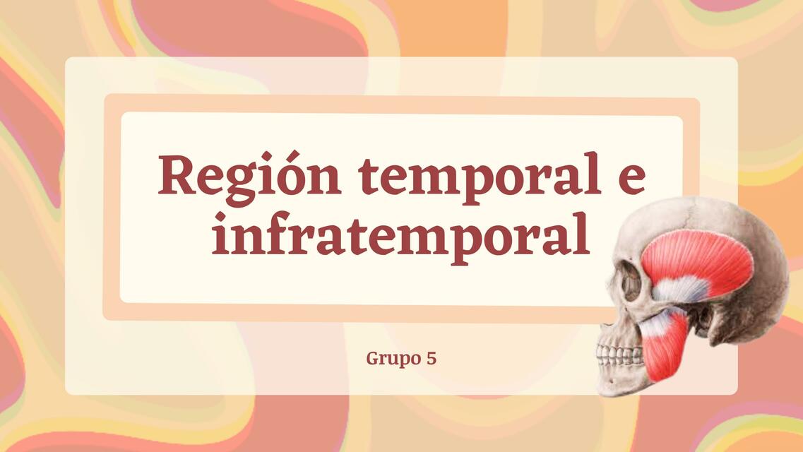 Resúmenes de Región temporal | Descarga apuntes de Región temporal