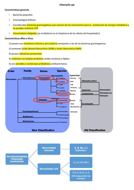 Bacterias del género Chlamydia y sus enfermedades | Christian Pesantez | uDocz