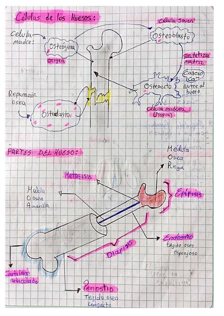 Anatomía apuntes | Sebxstian | uDocz
