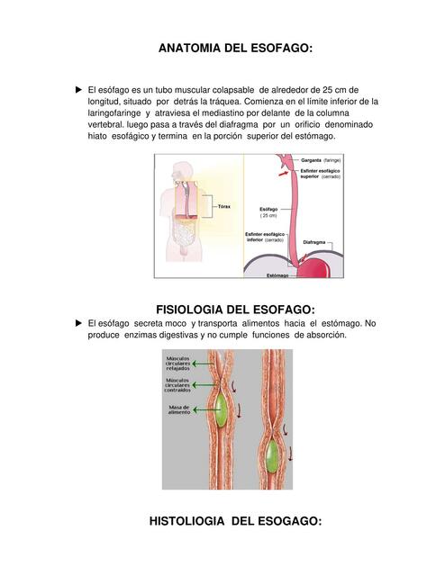 ANATOMIA DEL ESOFAGO | Bris Kim | uDocz