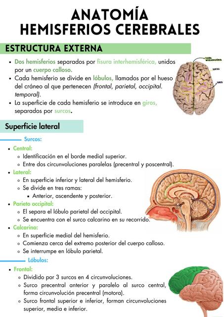 Anatomía hemisferios cerebrales | Nancy A3C | uDocz