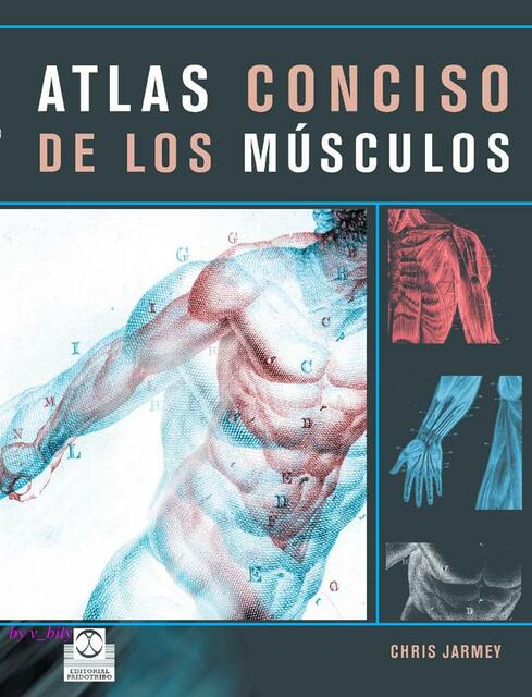 Libros de músculos del cuerpo humano: Atlas conciso de los músculos ...