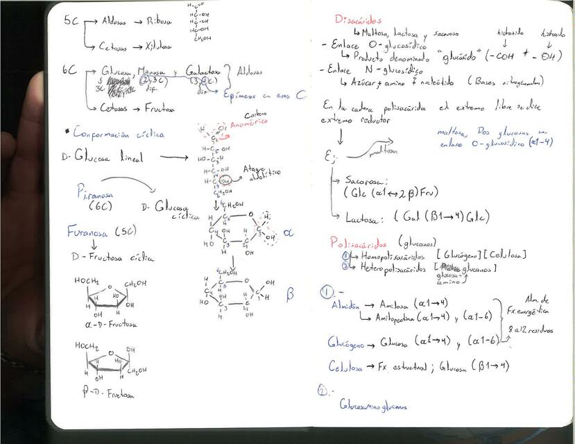Resumen Bloque 2 Bioquímica | Adán Antonio Velázquez | uDocz
