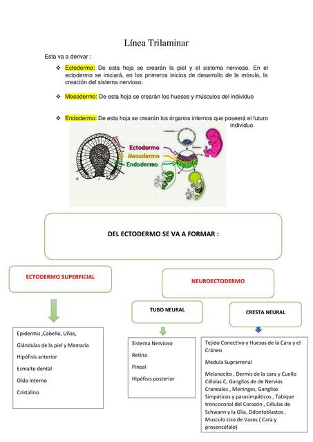Que deriva la Línea Trilaminar | Damaris Castro | uDocz