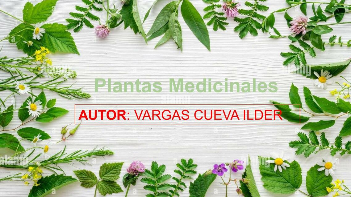ALBUM PLANTAS MEDICINALES DIANA OLGUIN 1 1 | Halim | uDocz