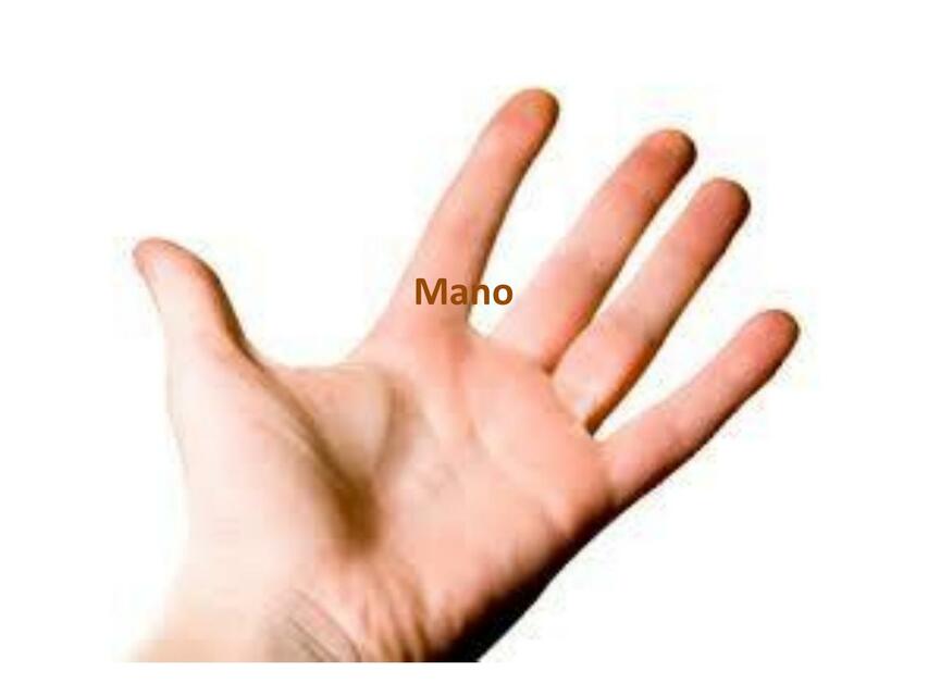 07 Mano | Stephany | uDocz